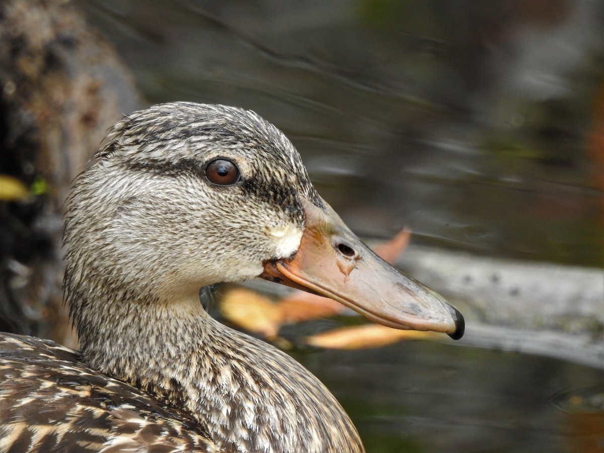 eBird Checklist - 10 May 2020 - Neal Preserve - 19 species (+1 other taxa)