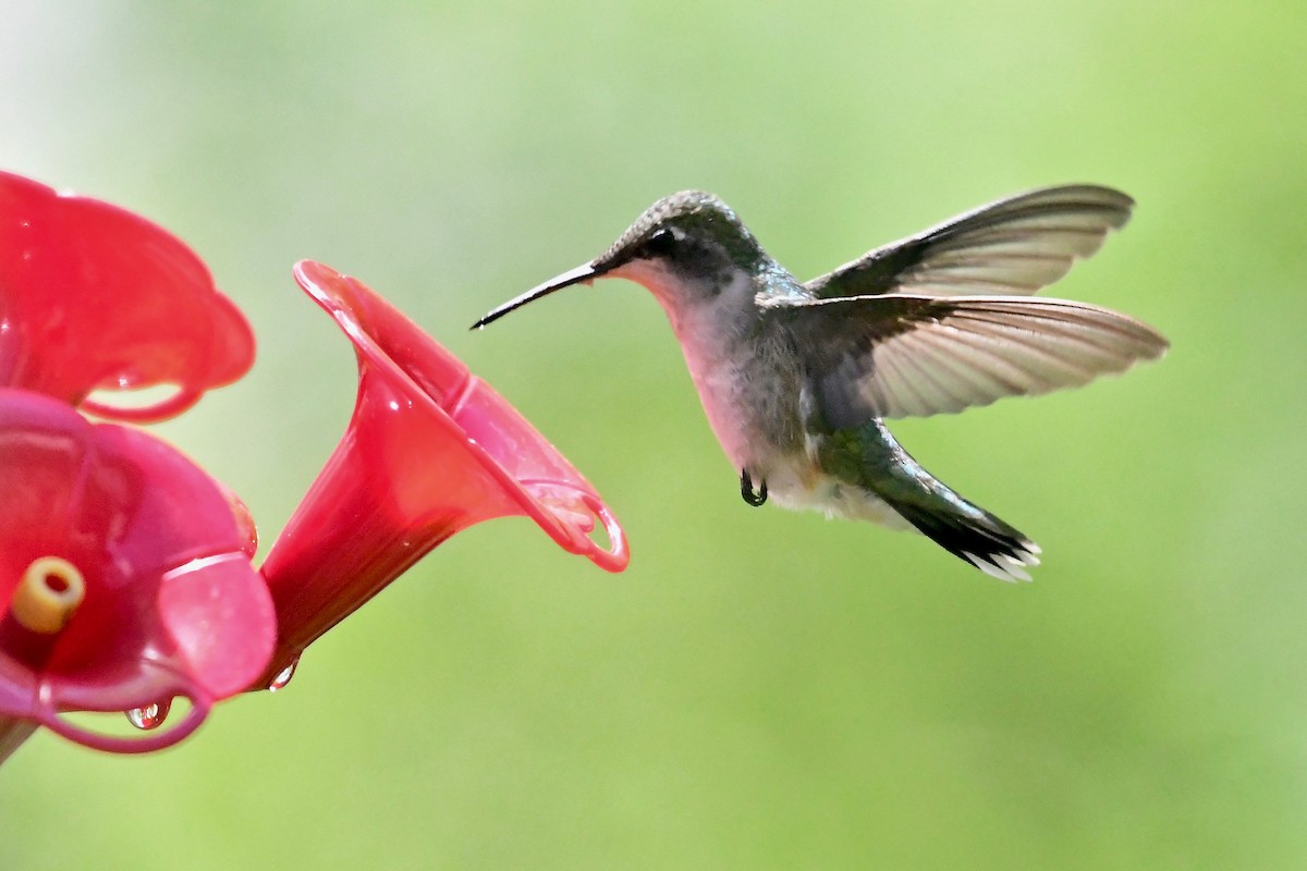 ML233666371 - Ruby-throated Hummingbird - Macaulay Library