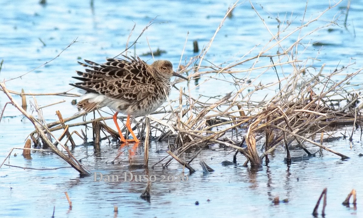 eBird Checklist - 11 May 2020 - Fish Point SWA - 1 species
