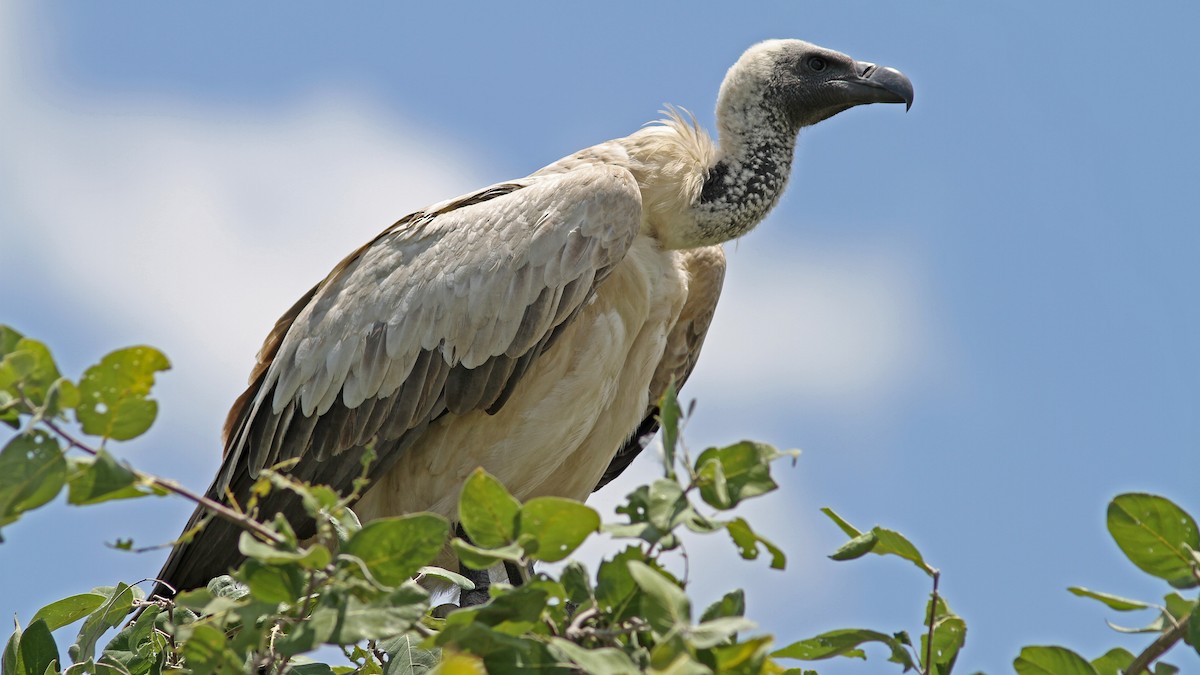 White-backed Vulture - Gyps africanus - Birds of the World