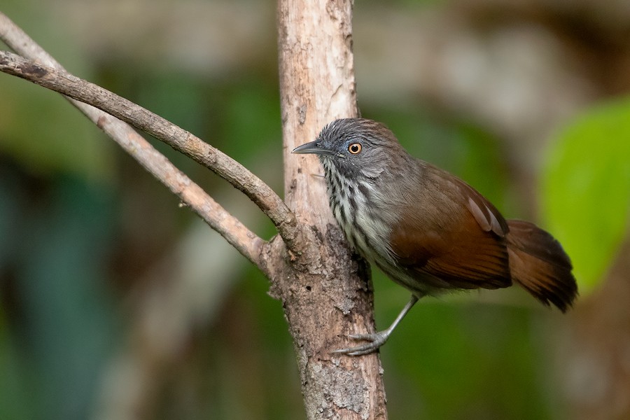 Bold-striped Tit-Babbler (Bold-striped) - eBird