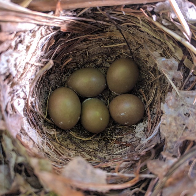 Photos - Common Nightingale - Luscinia megarhynchos - Birds of the World