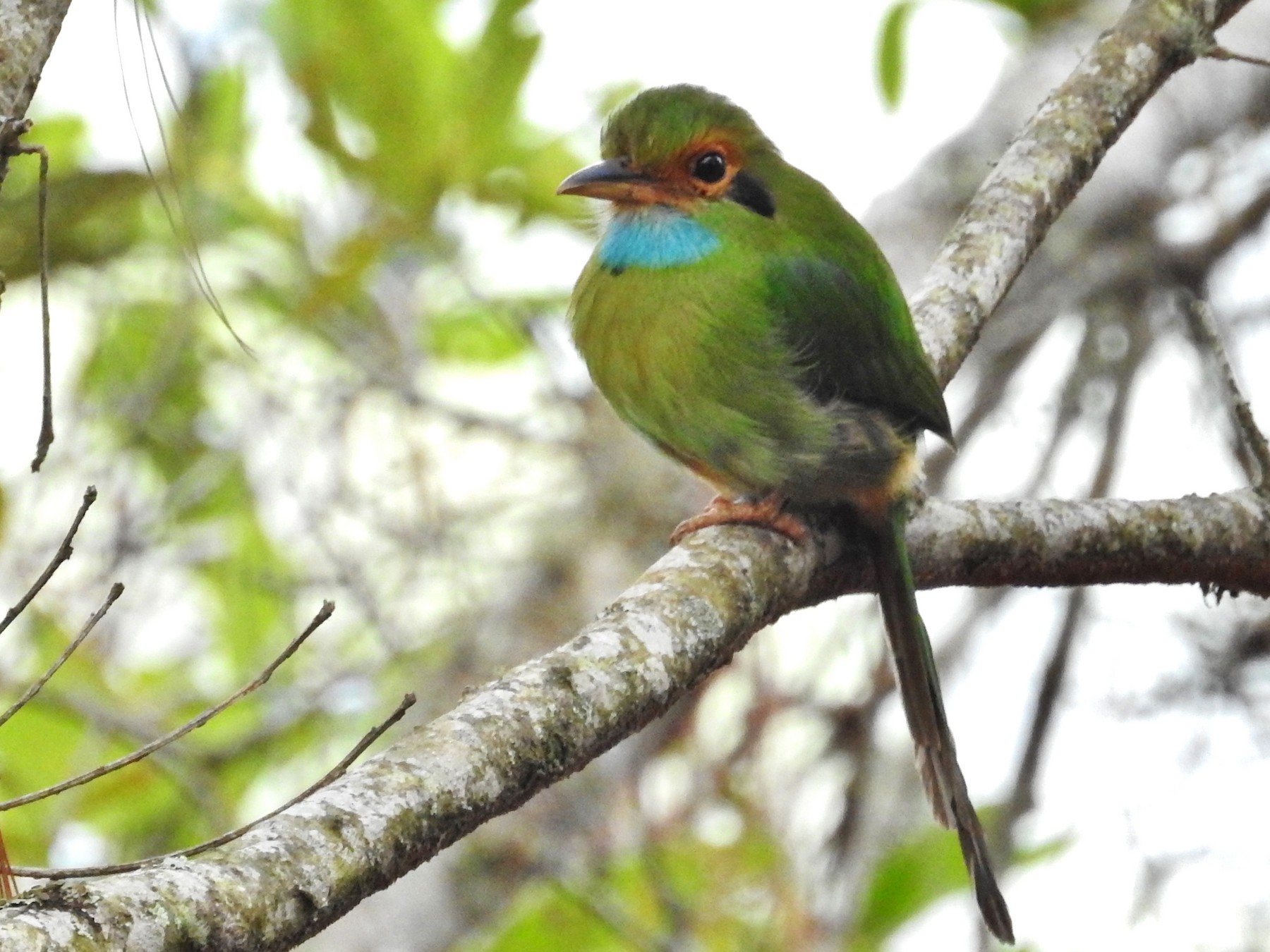 Blue-throated Motmot - eBird