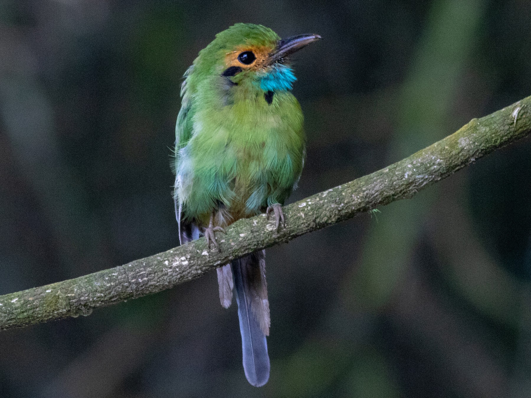 Blue-throated Motmot - eBird