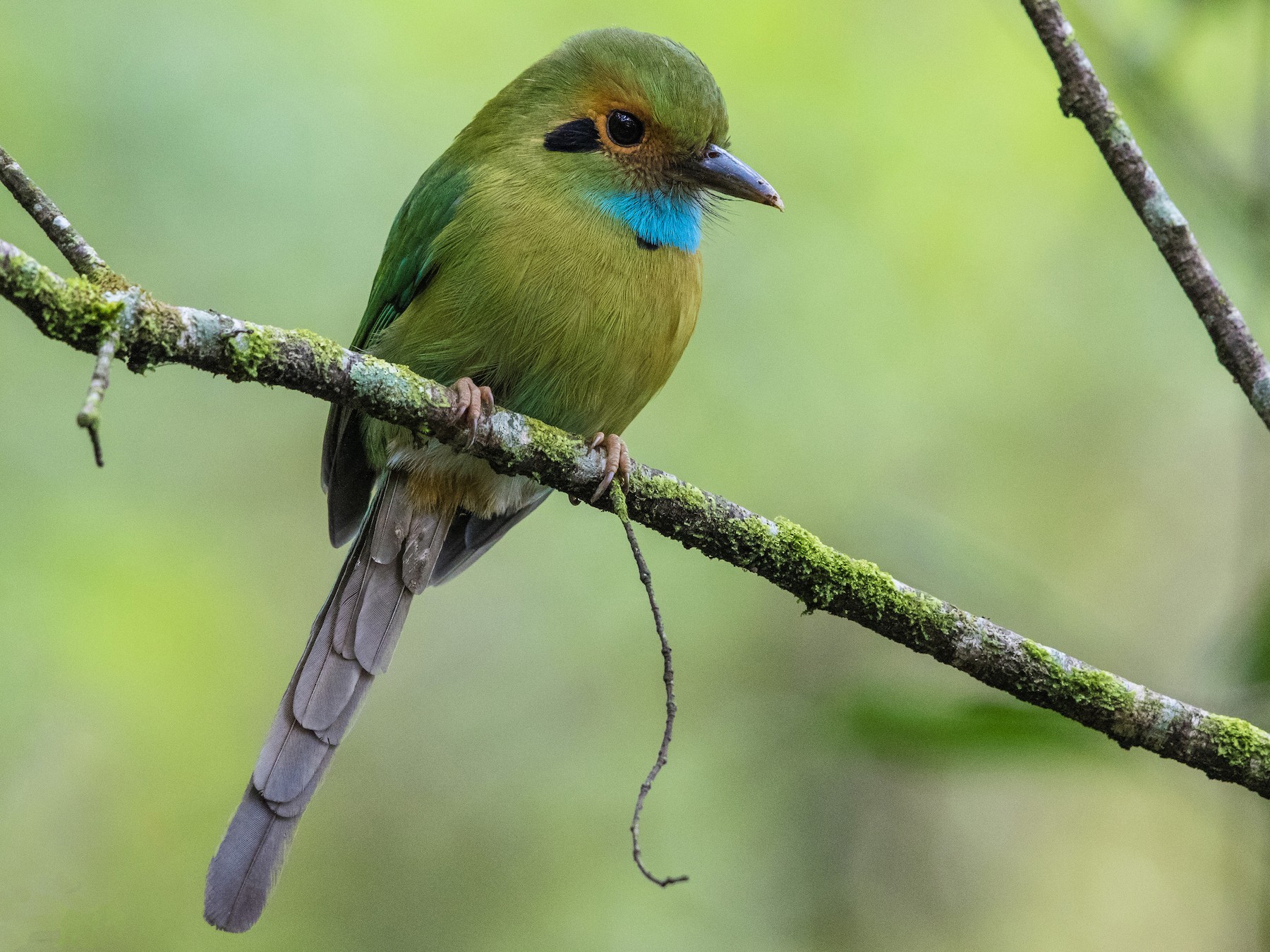 Blue-throated Motmot - eBird