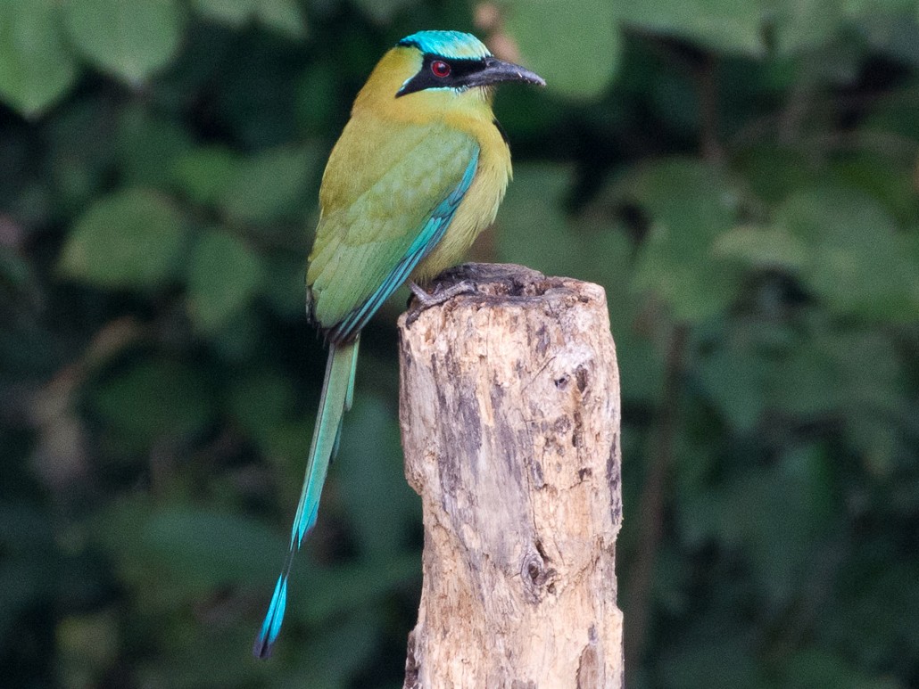 Blue-capped Motmot - eBird