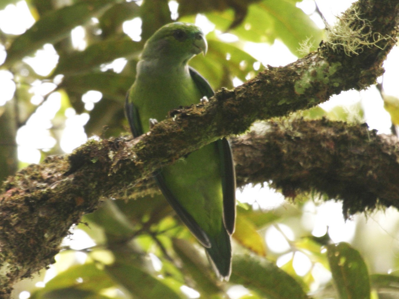 Black-winged Parrot - eBird