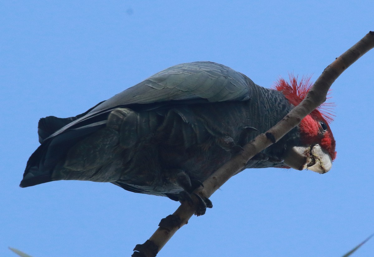 eBird Checklist - 13 May 2020 - Yengo National Park--Mogo Campground ...
