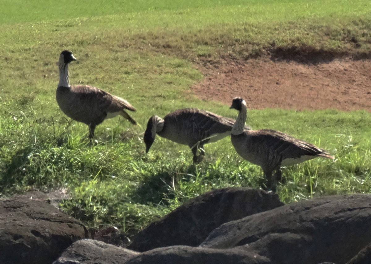 eBird Checklist - 18 Jan 2016 - Turtle Bay Resort, 'O'ahu - 23 species ...