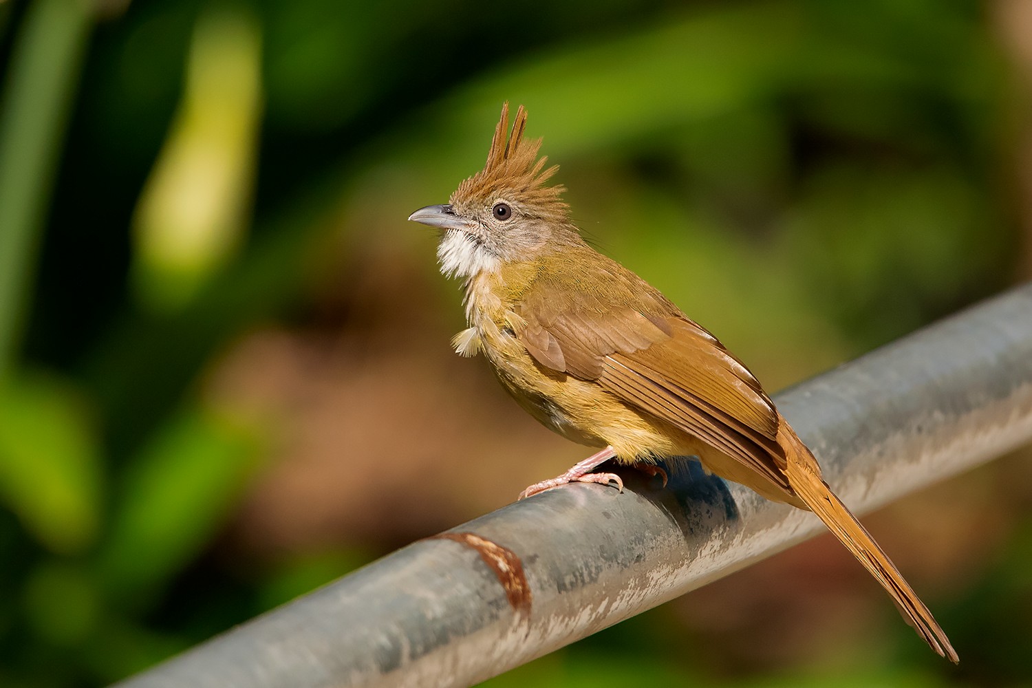 Puff-throated Bulbul (Puff-throated) - eBird