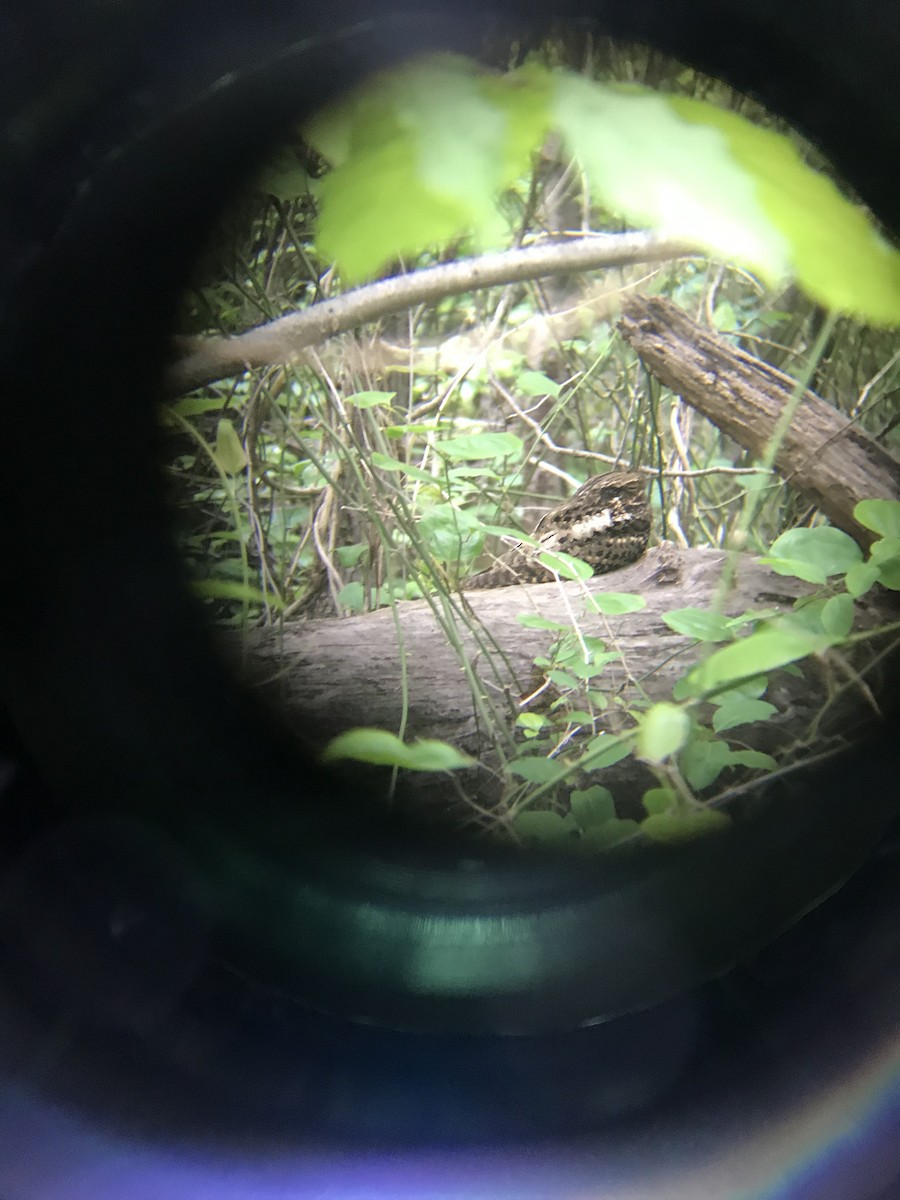 Antrostomus sp. - eBird