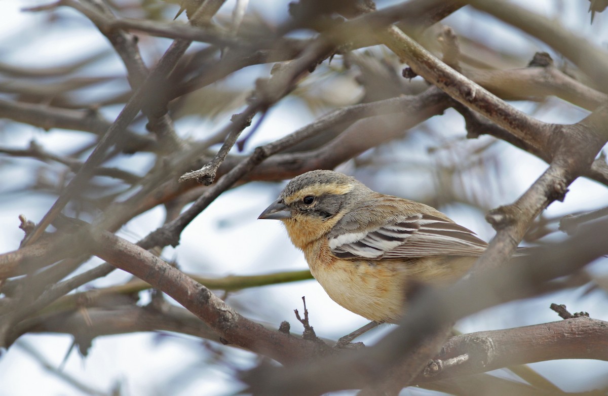 Cinnamon Warbling Finch - Poospiza ornata - Birds of the World