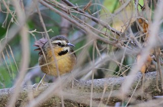 Ochre-cheeked Spinetail - Synallaxis scutata - Birds of the World