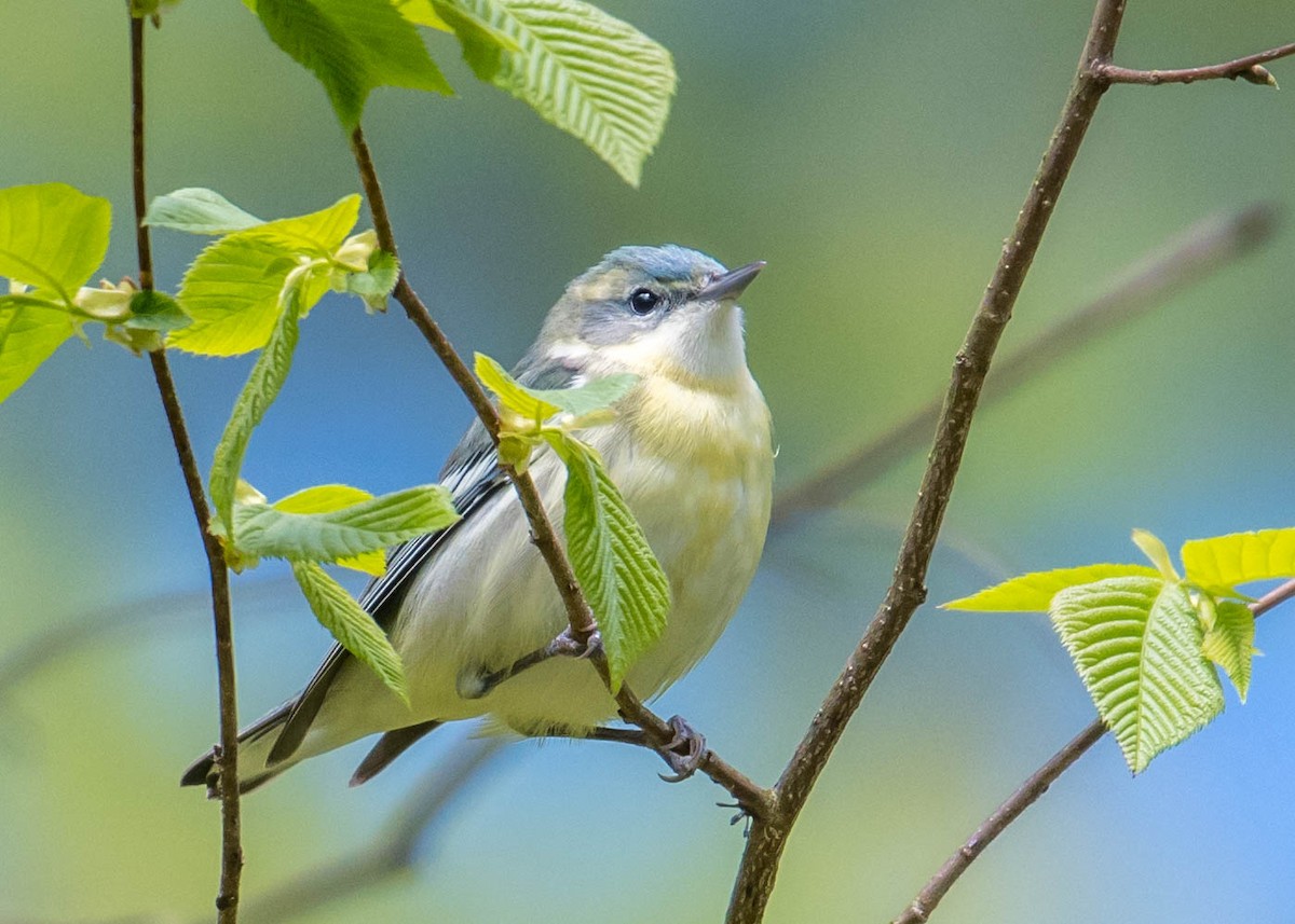 ML234492031 Cerulean Warbler Macaulay Library