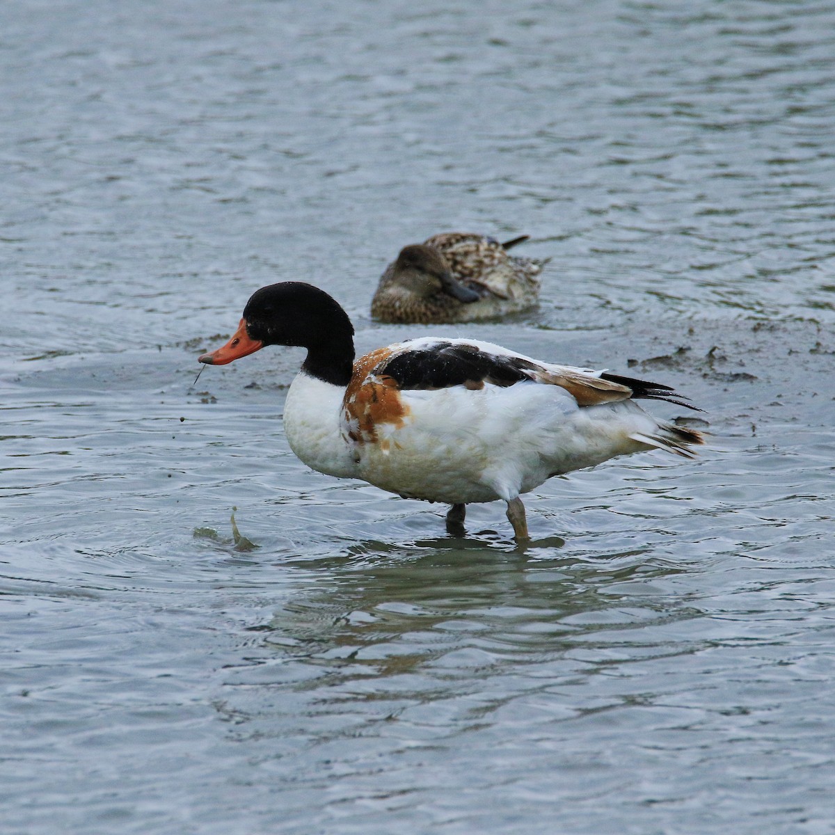 eBird Checklist - 20 Jan 2016 - 台北華江IBA--華江雁鴨公園(華江橋至中興橋)(Huajiang IBA ...