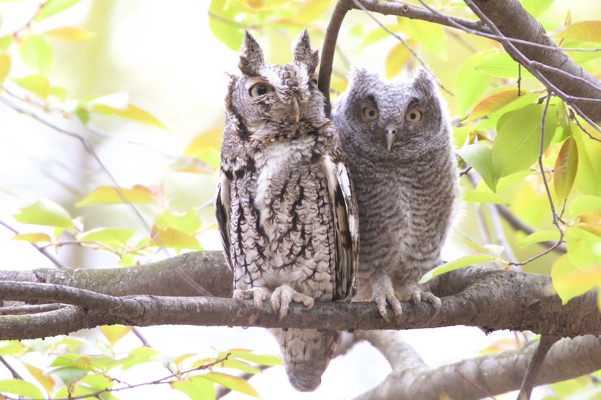 Breeding Calendar - New York Breeding Bird Atlas