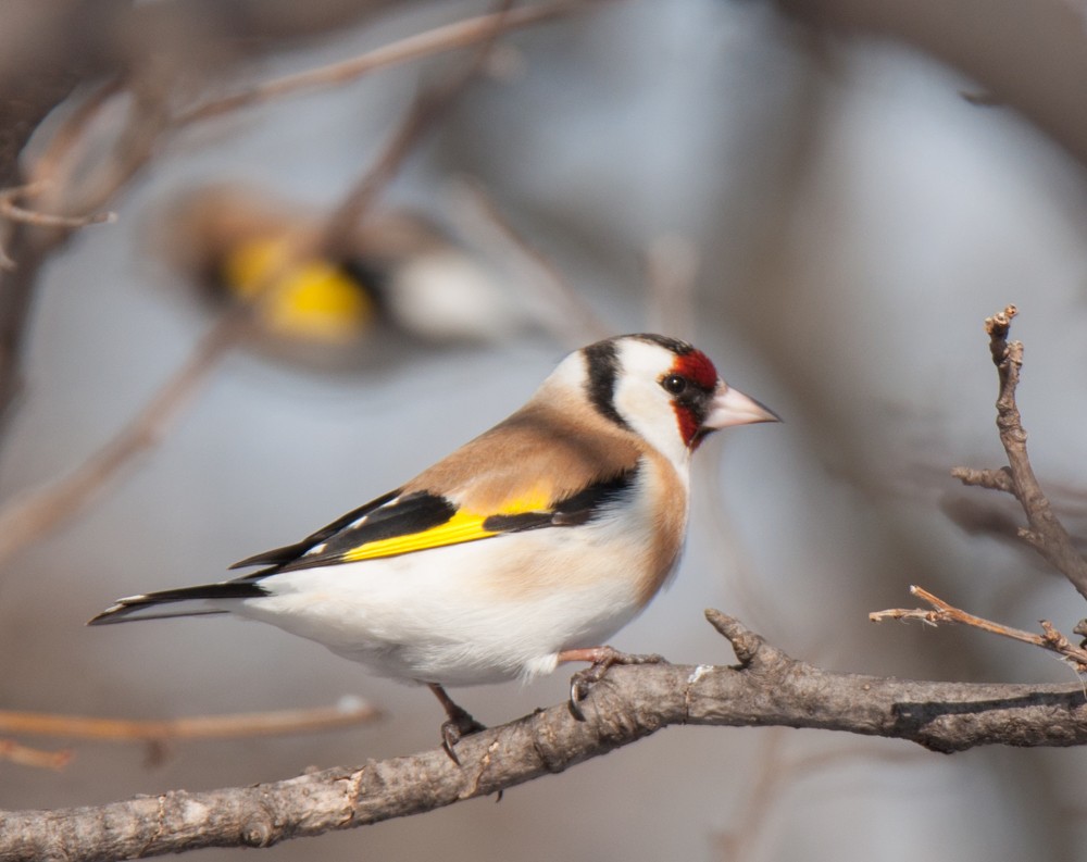 Species Survey Strategy - Recently Introduced European Songbirds ...
