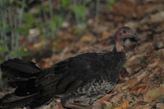 Illustrated Checklist - Riverside Drive, Pine Mountain - northern end ...