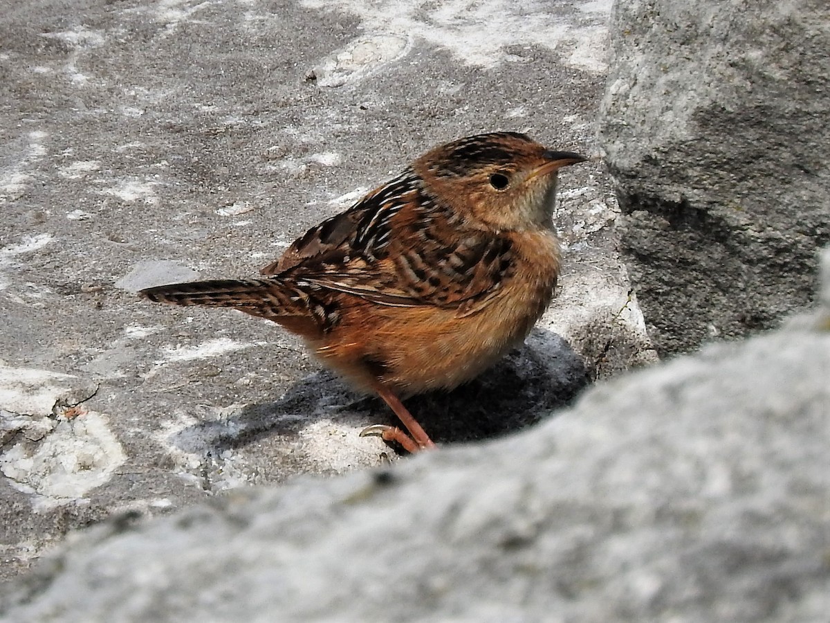 eBird Checklist - 15 May 2020 - Burlington--Burloak Park - 46 species