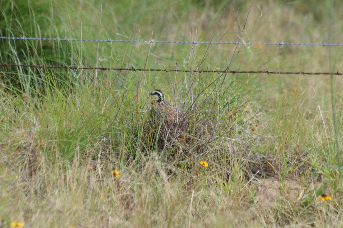 eBird Checklist - 13 May 2020 - Attwater Prairie Chicken NWR (CTC 004 ...