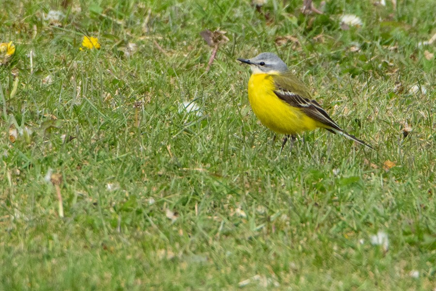Western Yellow Wagtail (Channel Wagtail intergrade) - eBird