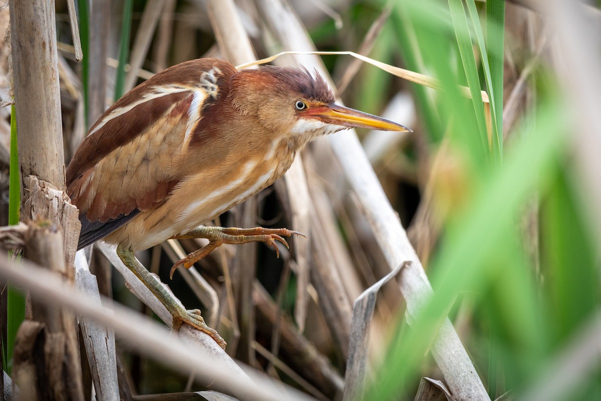 Species Spotlight - Least Bittern - New York Breeding Bird Atlas