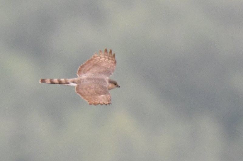 eBird Checklist - 14 May 2020 - Elk Mountain - 37 species