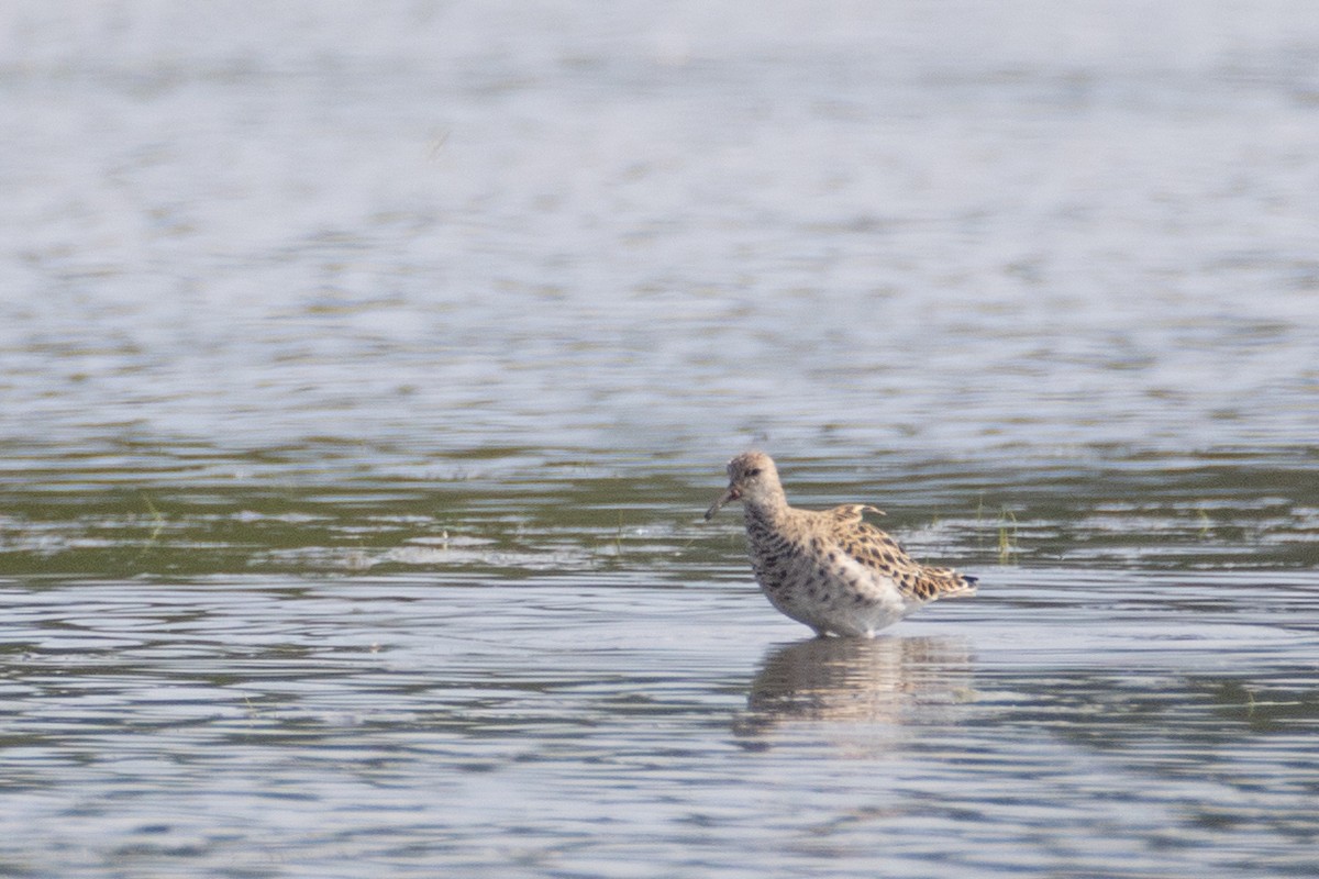 eBird Checklist - 16 May 2020 - Combs Road Shorebird Spot; US-IN ...