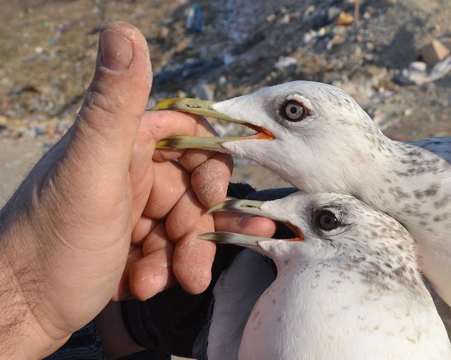 Common Gull (heinei) - eBird