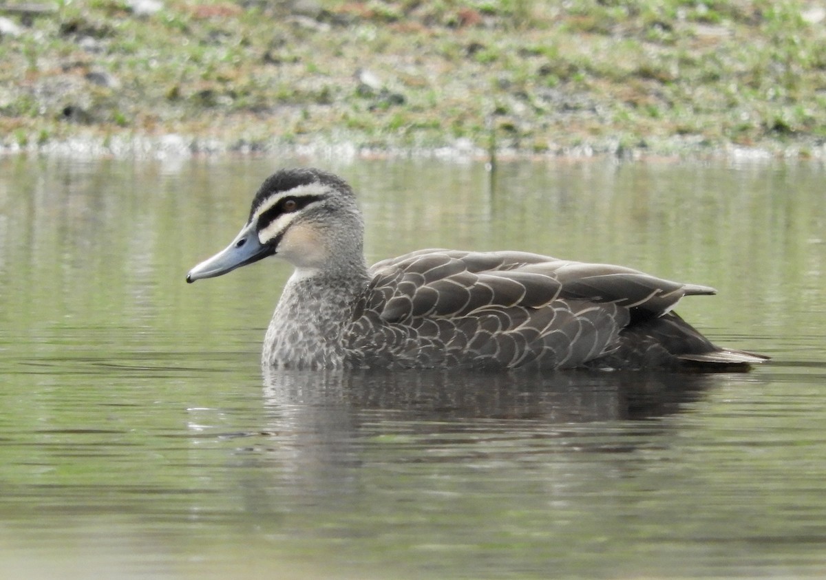 eBird Australia Checklist - 13 May 2020 - Bibaringa - 51 species