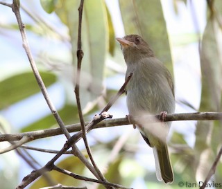 Brown-headed Greenlet - Hylophilus brunneiceps - Birds of the World
