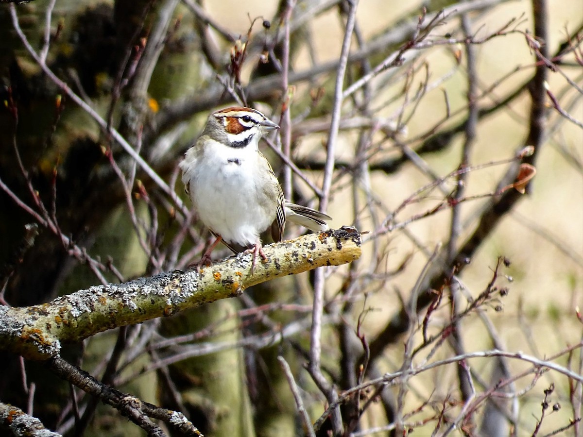 eBird Checklist - 17 May 2020 - Keephills Hamlet - 6 species