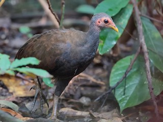 Philippine Megapode - eBird