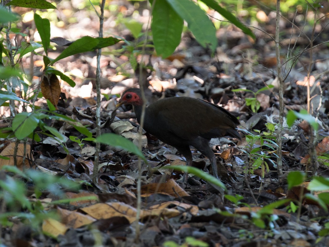 Tabon Scrubfowl - eBird