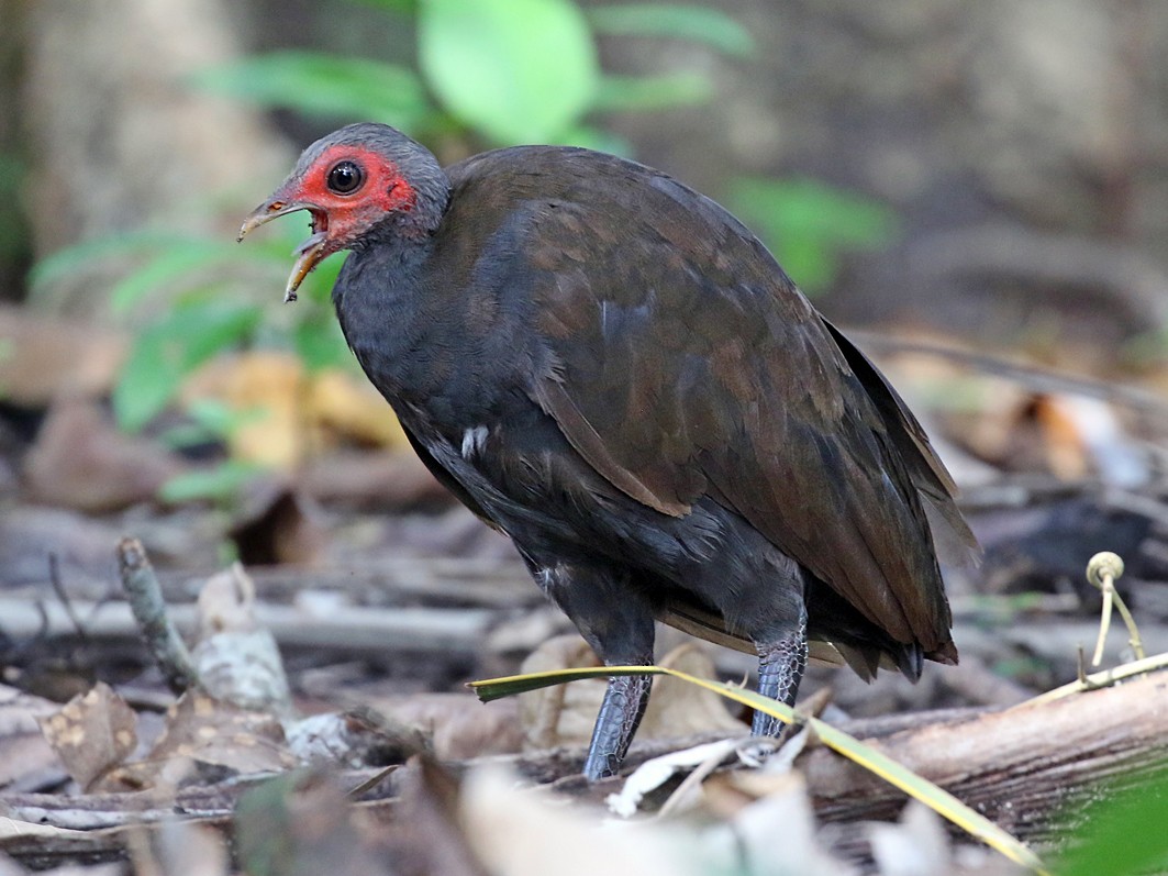 Philippine Megapode - eBird