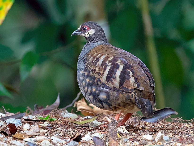 Malayan partridge - eBird