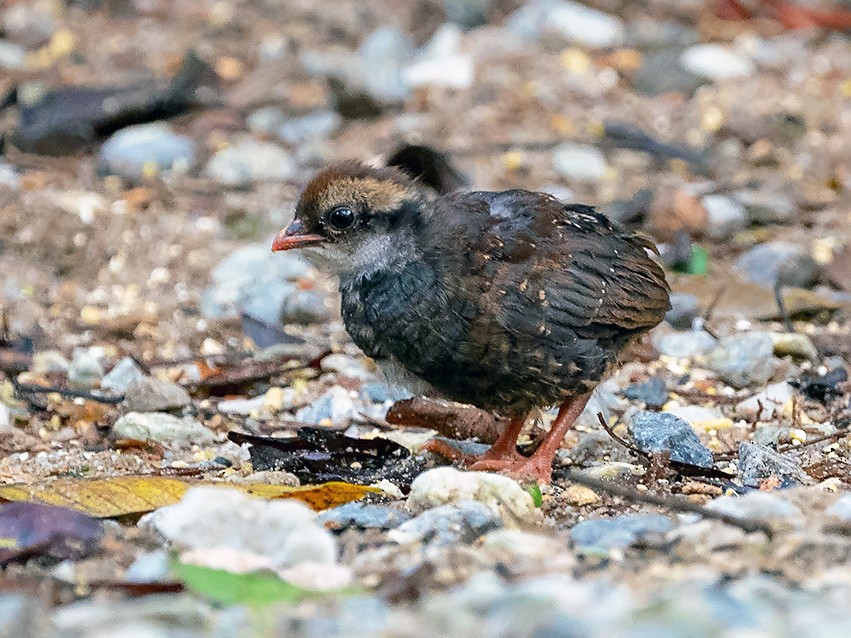 Torquéole de Campbell - eBird