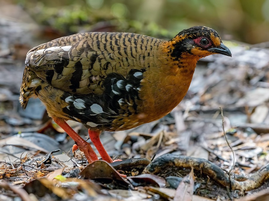 Red-breasted Partridge - eBird