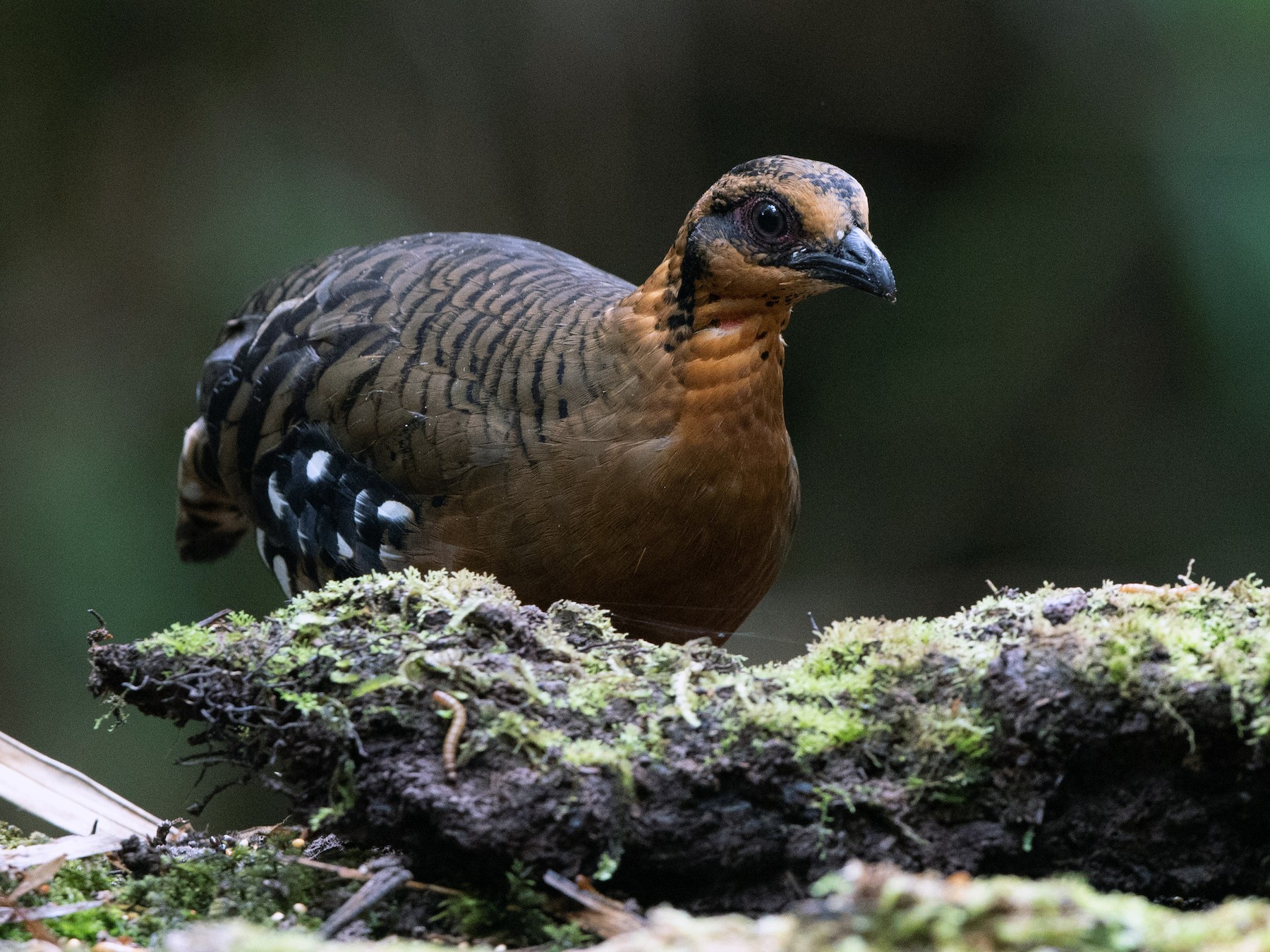 Red-breasted Partridge - eBird