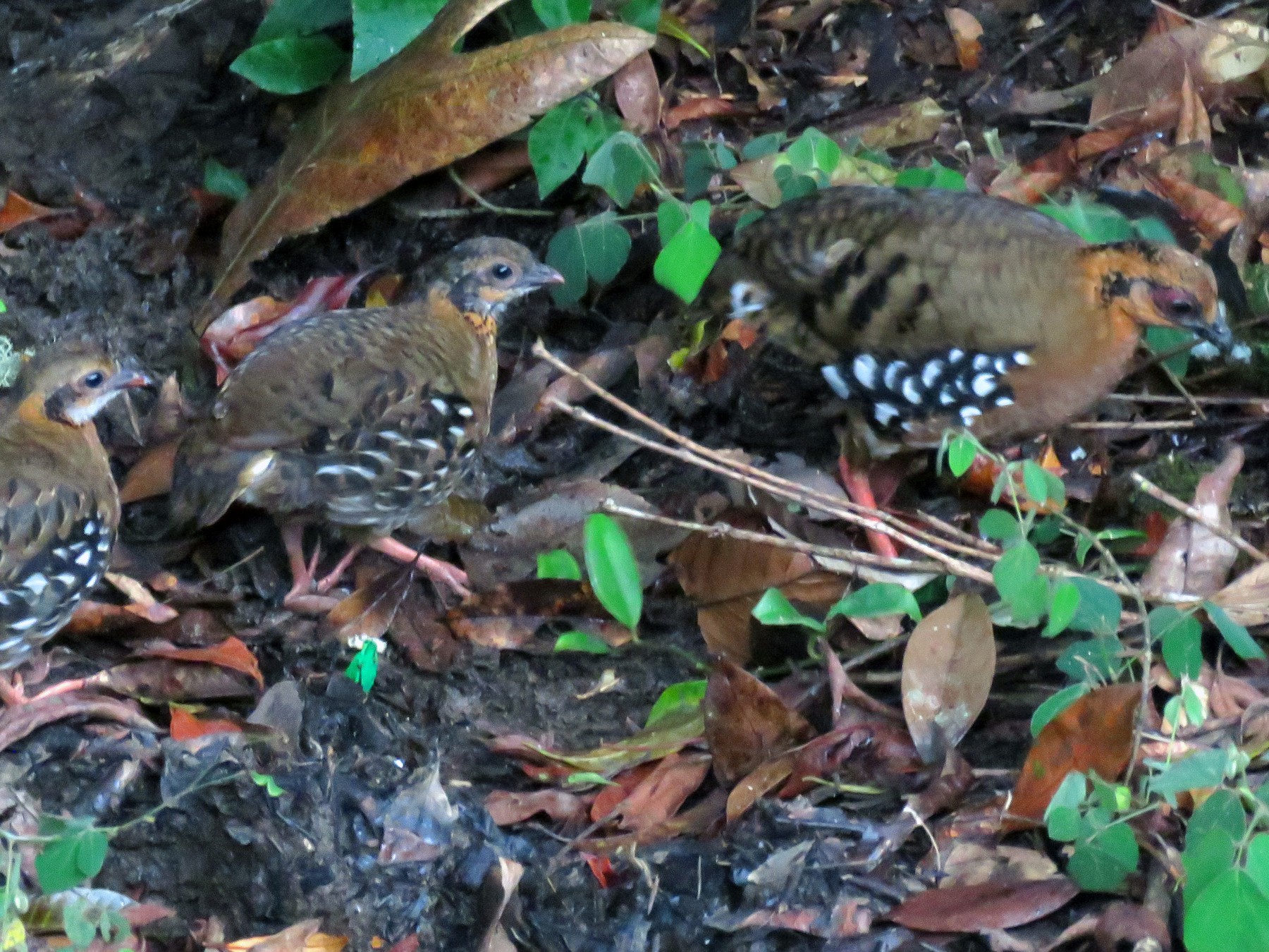 Red-breasted Partridge - eBird