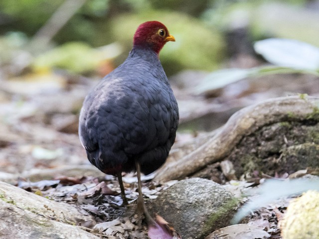 Photos - Crimson-headed Partridge - Haematortyx sanguiniceps - Birds of ...