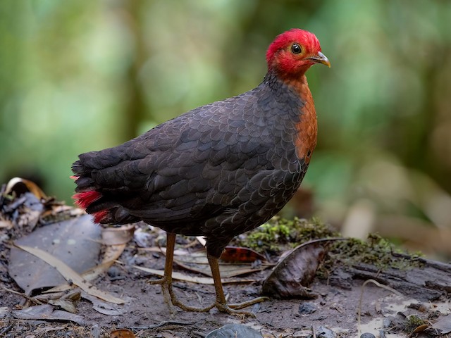 Photos - Crimson-headed Partridge - Haematortyx sanguiniceps - Birds of ...