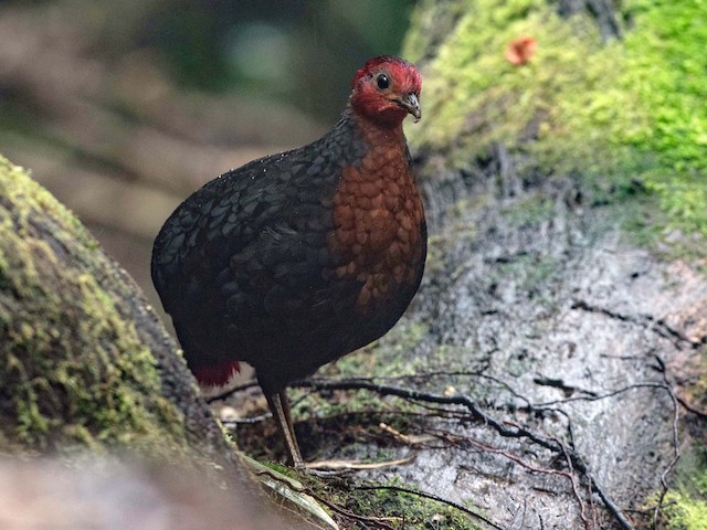 Photos - Crimson-headed Partridge - Haematortyx sanguiniceps - Birds of ...