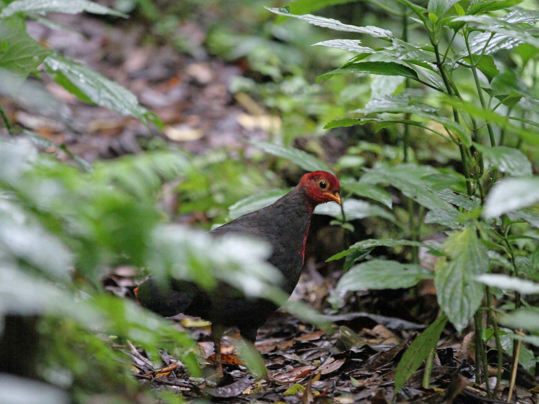 Crimson-headed Partridge - eBird