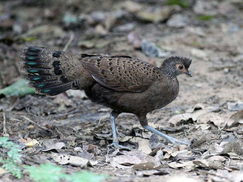 Malayan Peacock-Pheasant - eBird