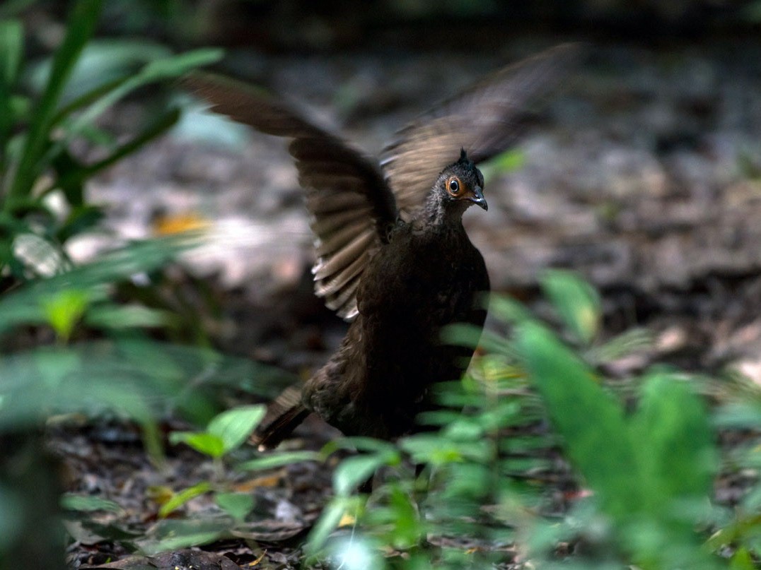 Malayan Peacock-Pheasant - eBird
