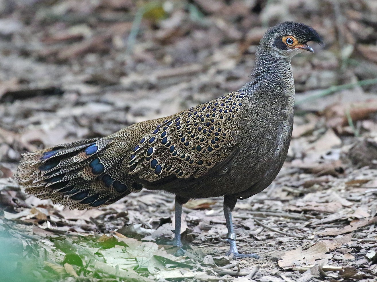 Malayan Peacock-Pheasant - eBird