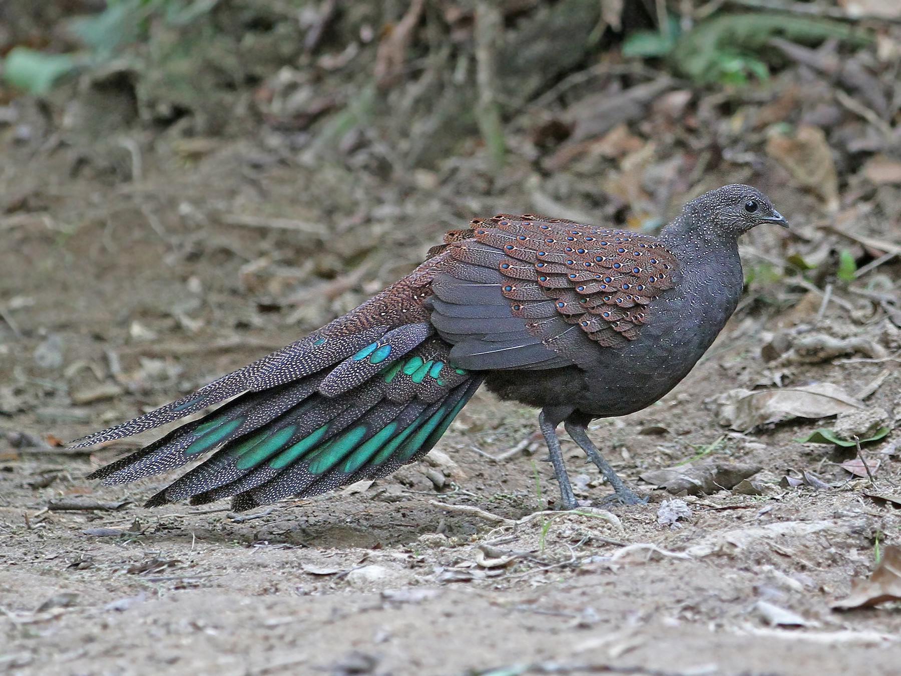 Mountain Peacock-Pheasant - eBird