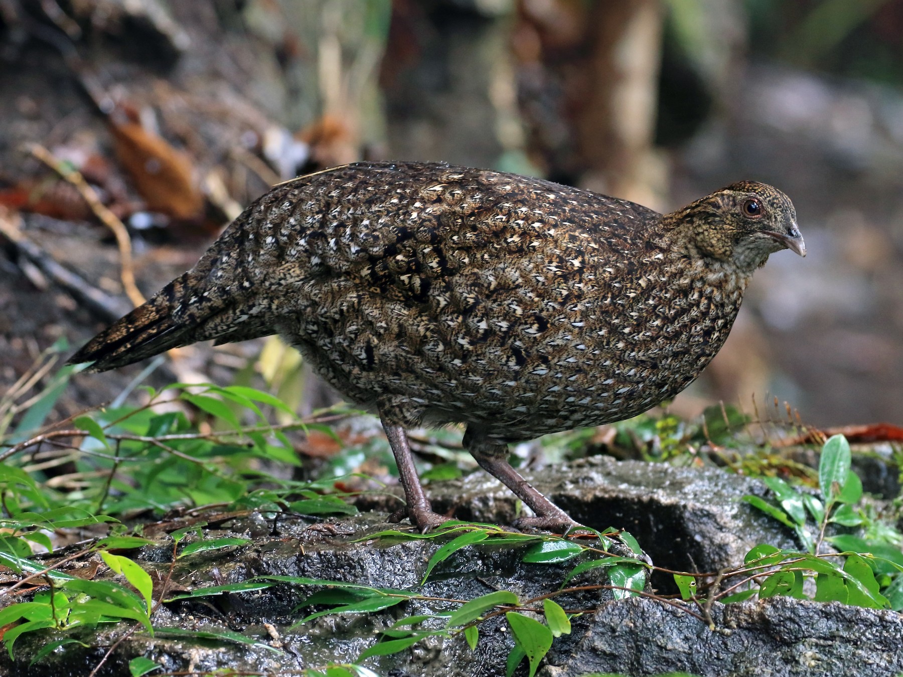Cabot's Tragopan - eBird
