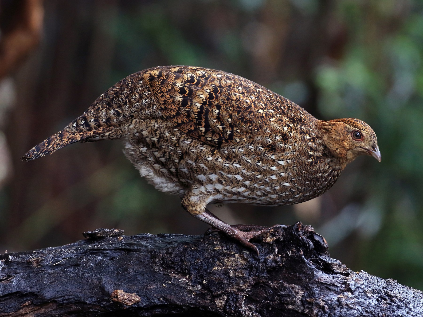 Cabot's Tragopan - eBird
